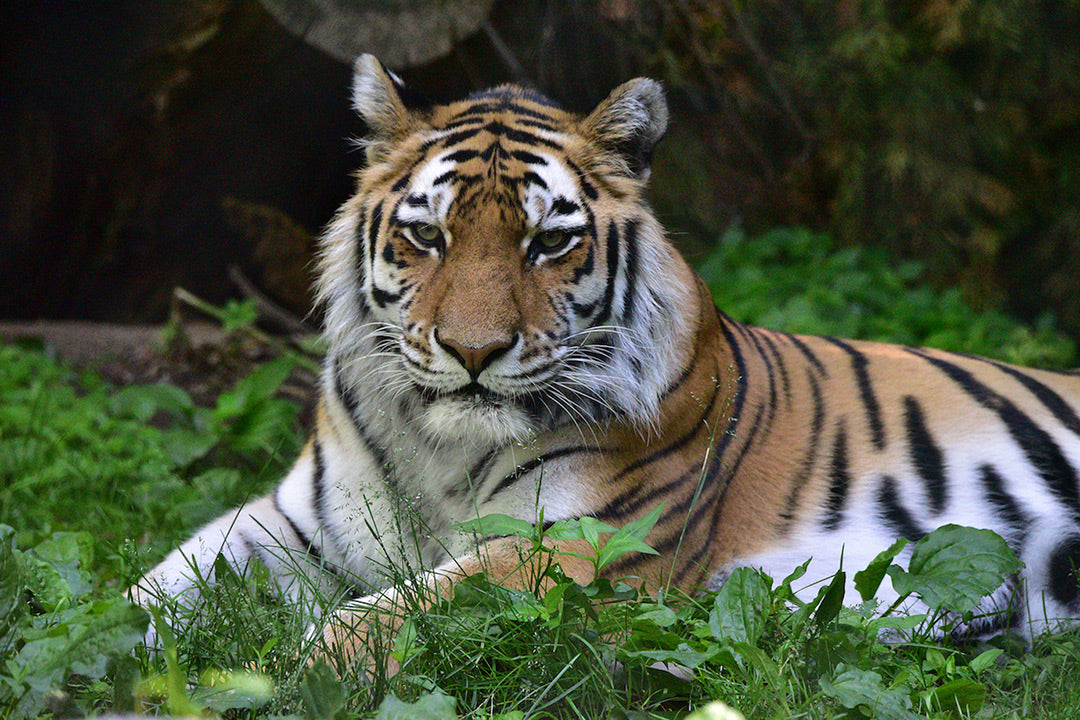 Membership – Seneca Park Zoo