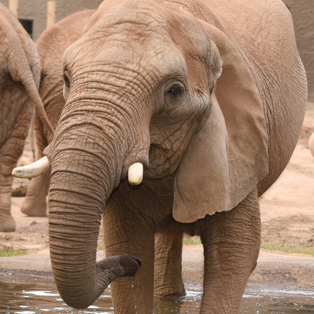 Products – Seneca Park Zoo